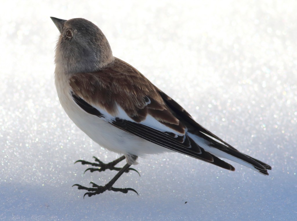 Snowfinch – European Snowfinch Group